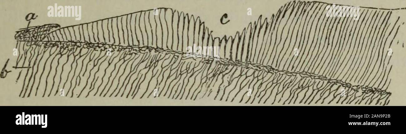 The Dental cosmos . nce writing this paper I have noticed that Dr. W. D ...