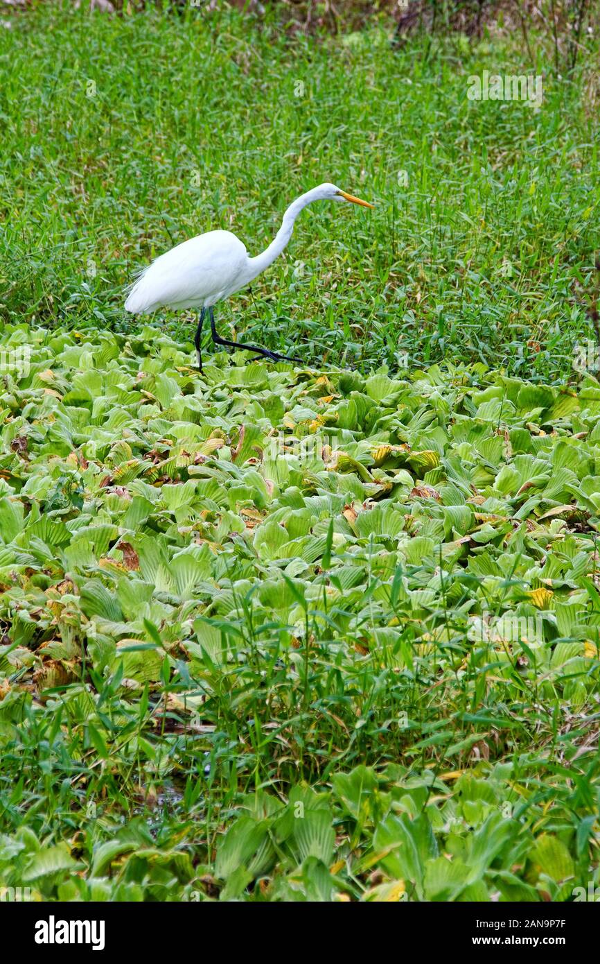 Great egret stalking prey; Ardea alba; Heron family; Water Bonnets ...