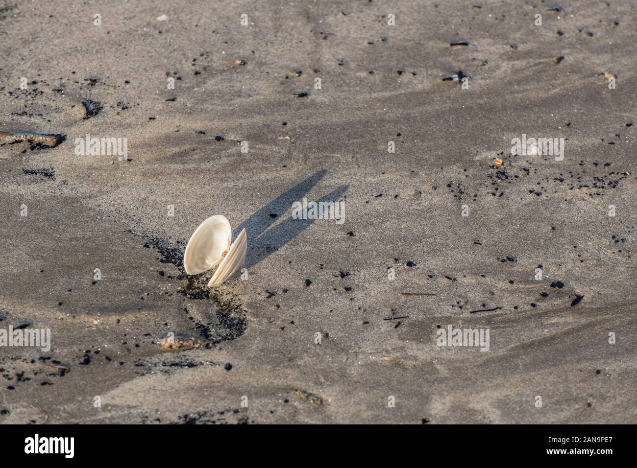 Clam-like seashell washed ashore on a sandy beach in Cornwall. Isolated ...