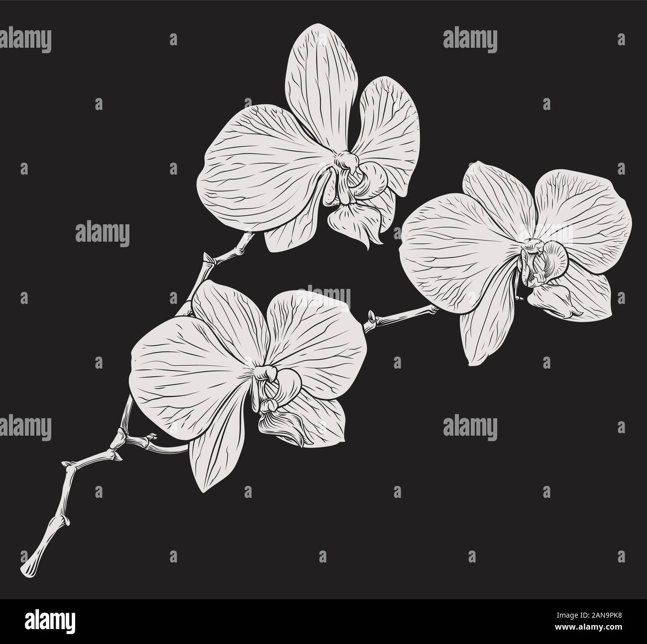 Petal flower branch cartoon hi-res stock photography and images - Alamy