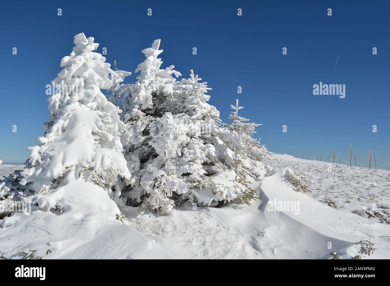 Trees on top of pillars hi-res stock photography and images - Alamy