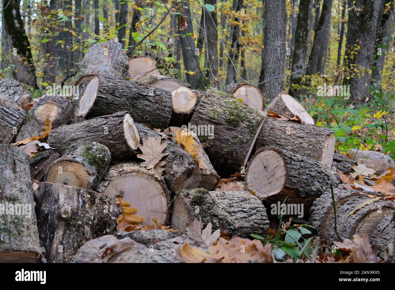 Oak firewood hi-res stock photography and images - Alamy