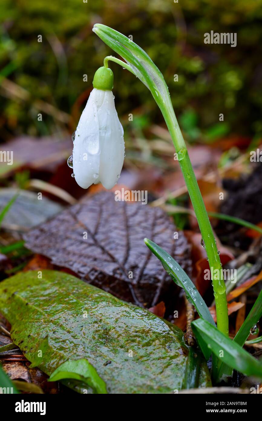 One single flower of Snowdrop in the woods with dew drops after heavy ...