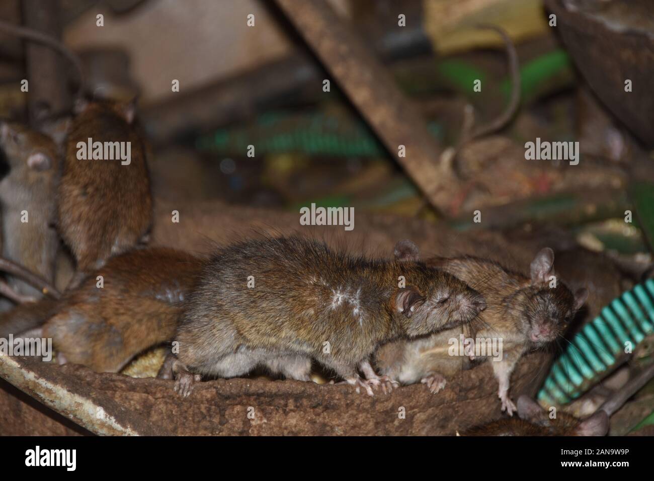 Indian mice hi-res stock photography and images - Alamy