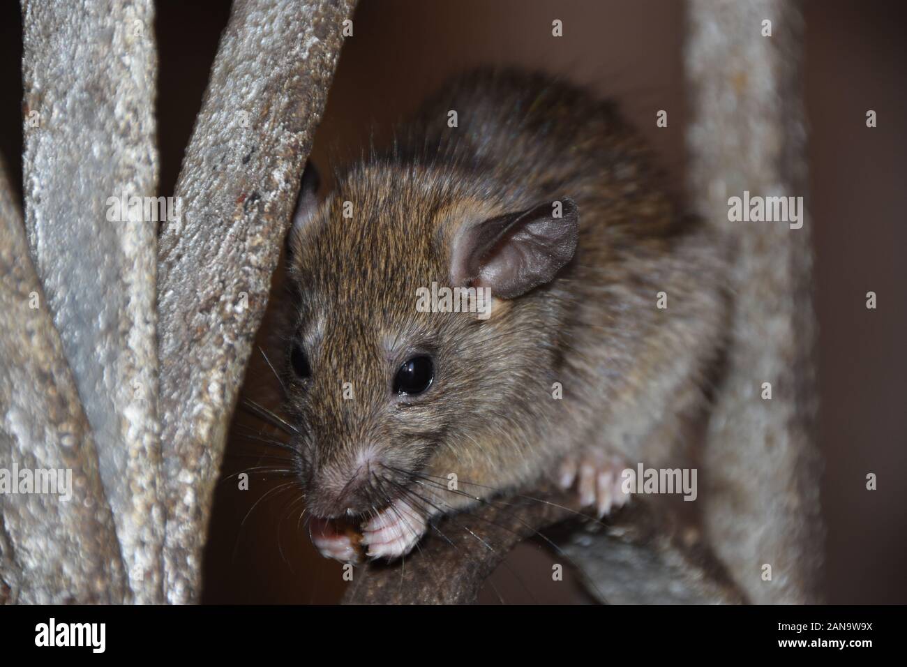 Rat hole hi-res stock photography and images - Alamy