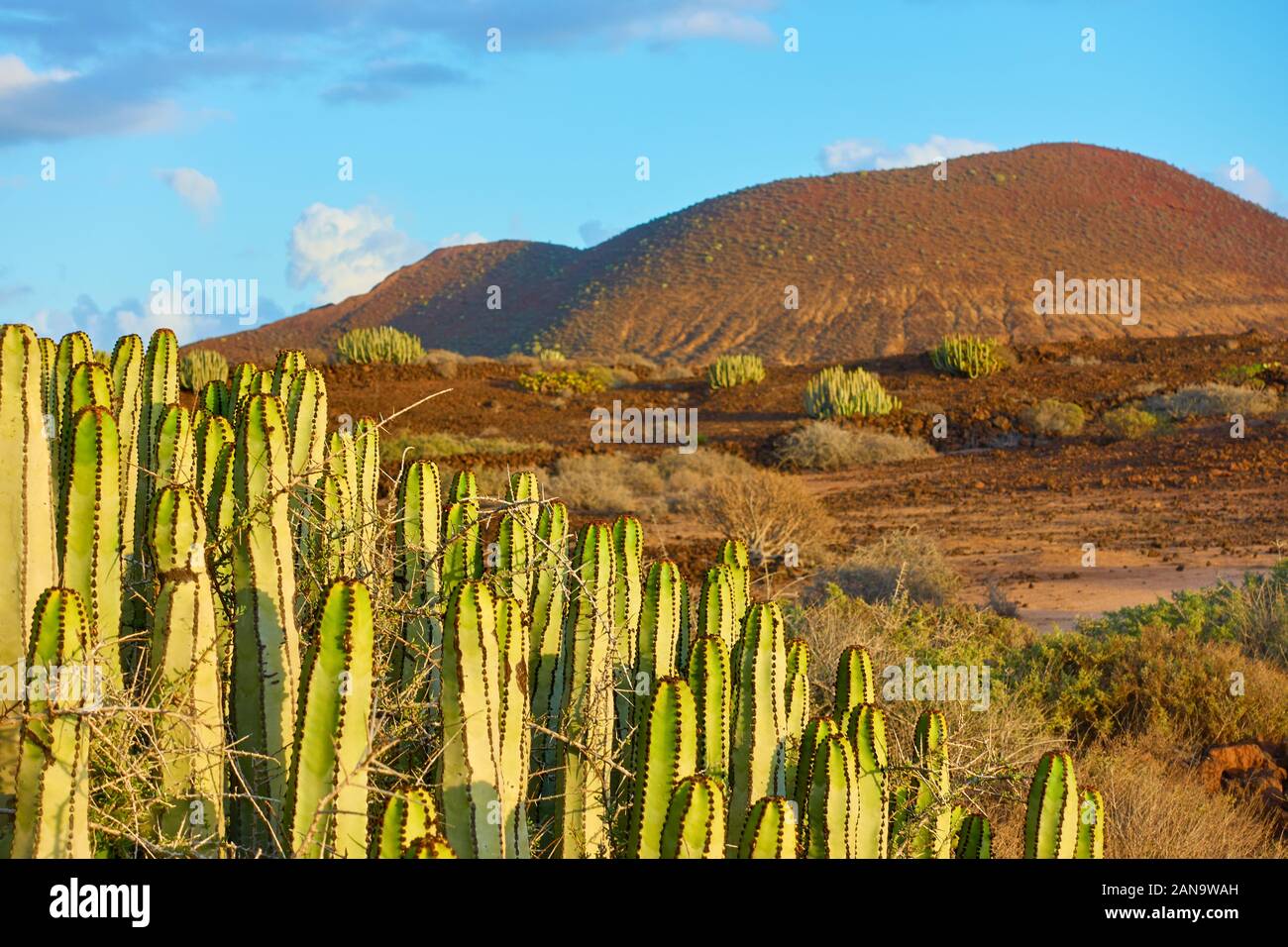 Endemic succulent plant in the south of Tenerife island, The Canaries ...