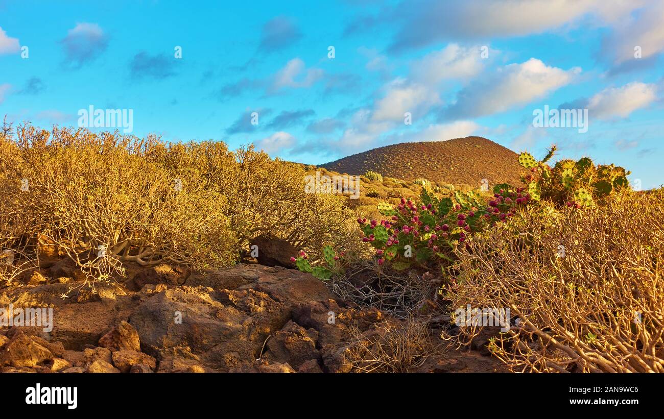 Desert with plants in the south of Tenerife Island at sunset, Canary ...