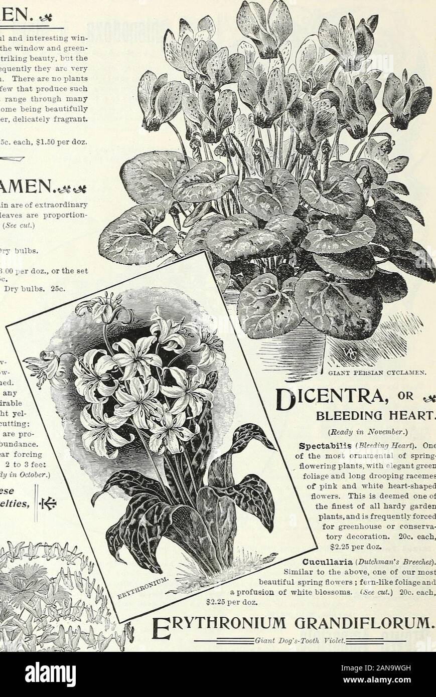 Bulbs, plants, and seeds for autumn planting : 1897 . DICENTRA, OR ...