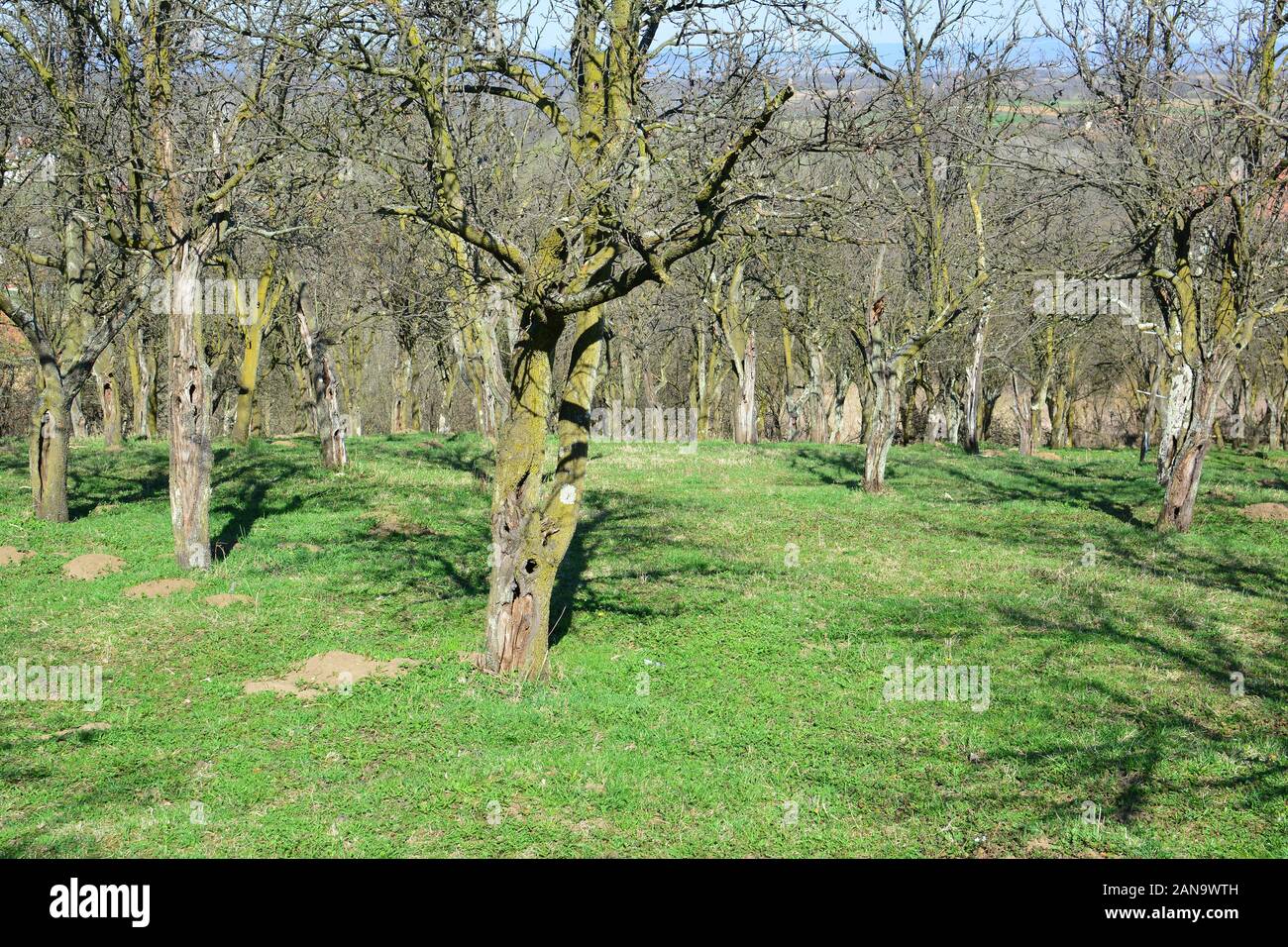 Old plum tree hi-res stock photography and images - Alamy