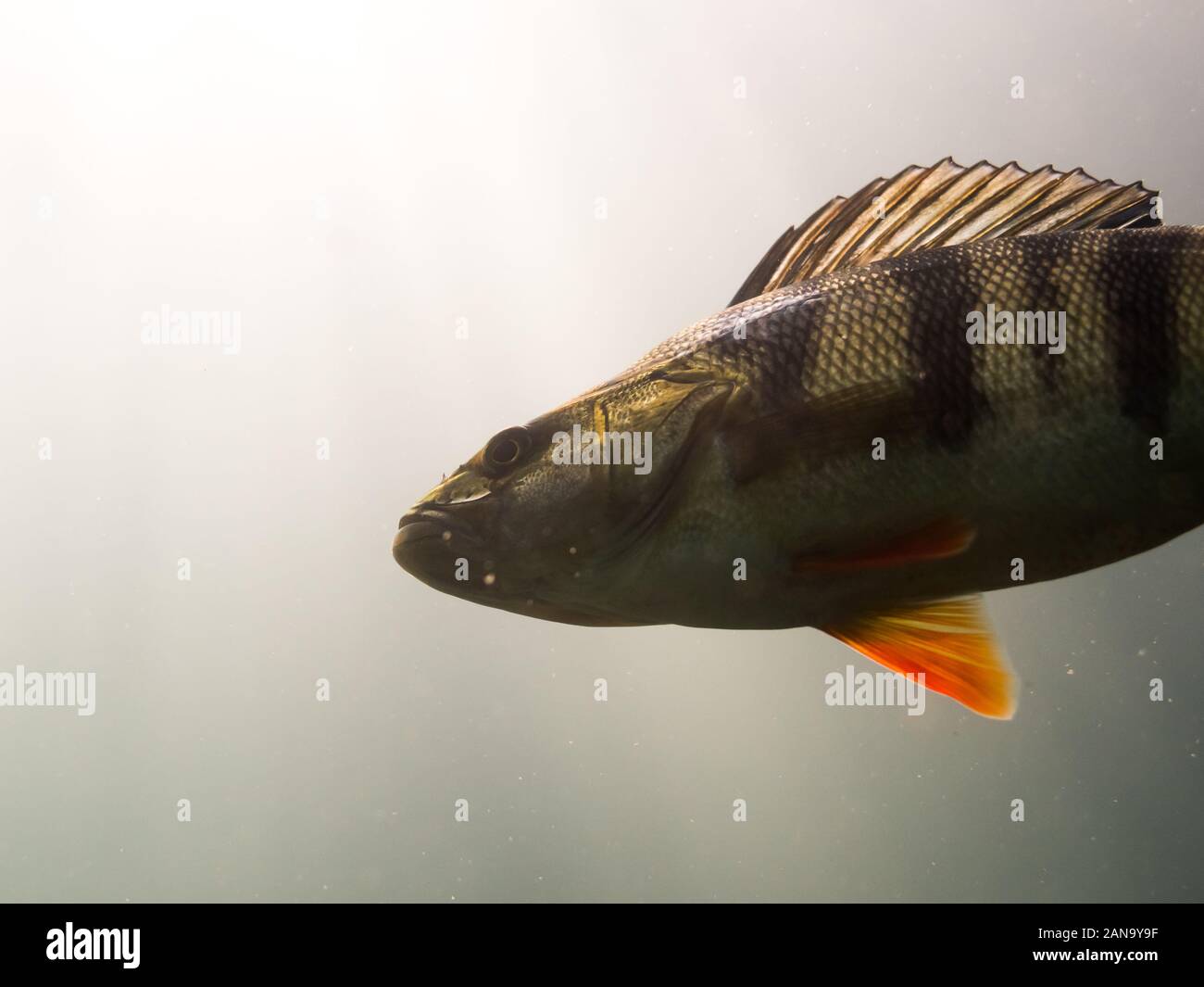 Low angle underwater view of European perch head Stock Photo - Alamy