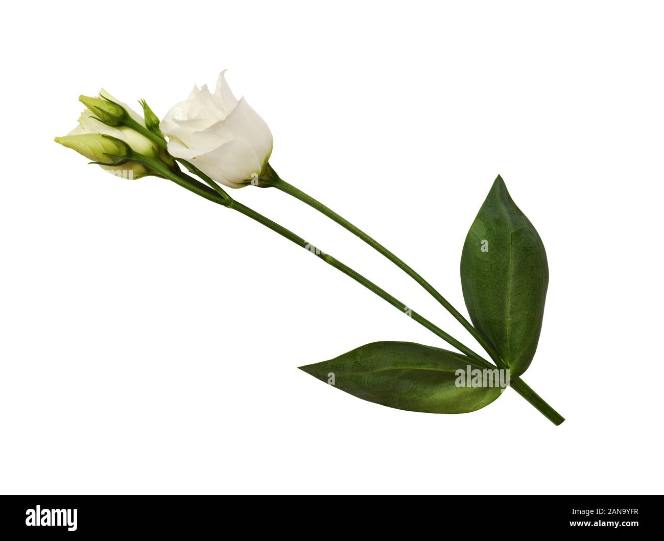 Beautiful eustoma flowers on Cut Out Stock Images & Pictures - Alamy