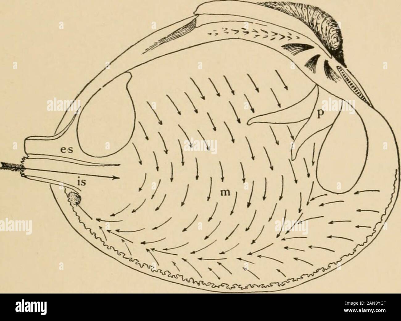 Clam parts hi-res stock photography and images - Alamy