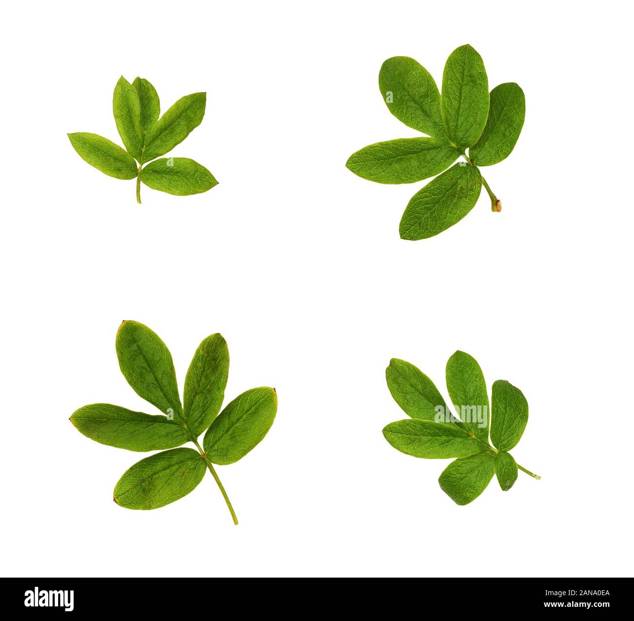Set of small green leaves isolated on white Stock Photo - Alamy