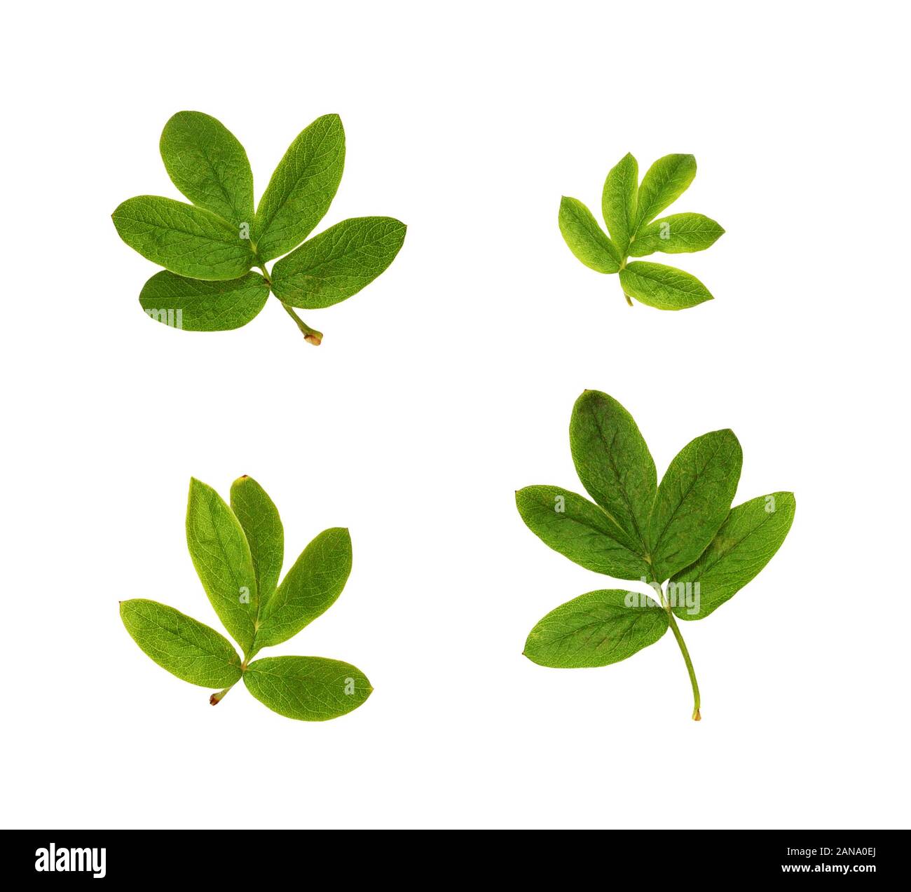 Set of small green leaves isolated on white Stock Photo - Alamy