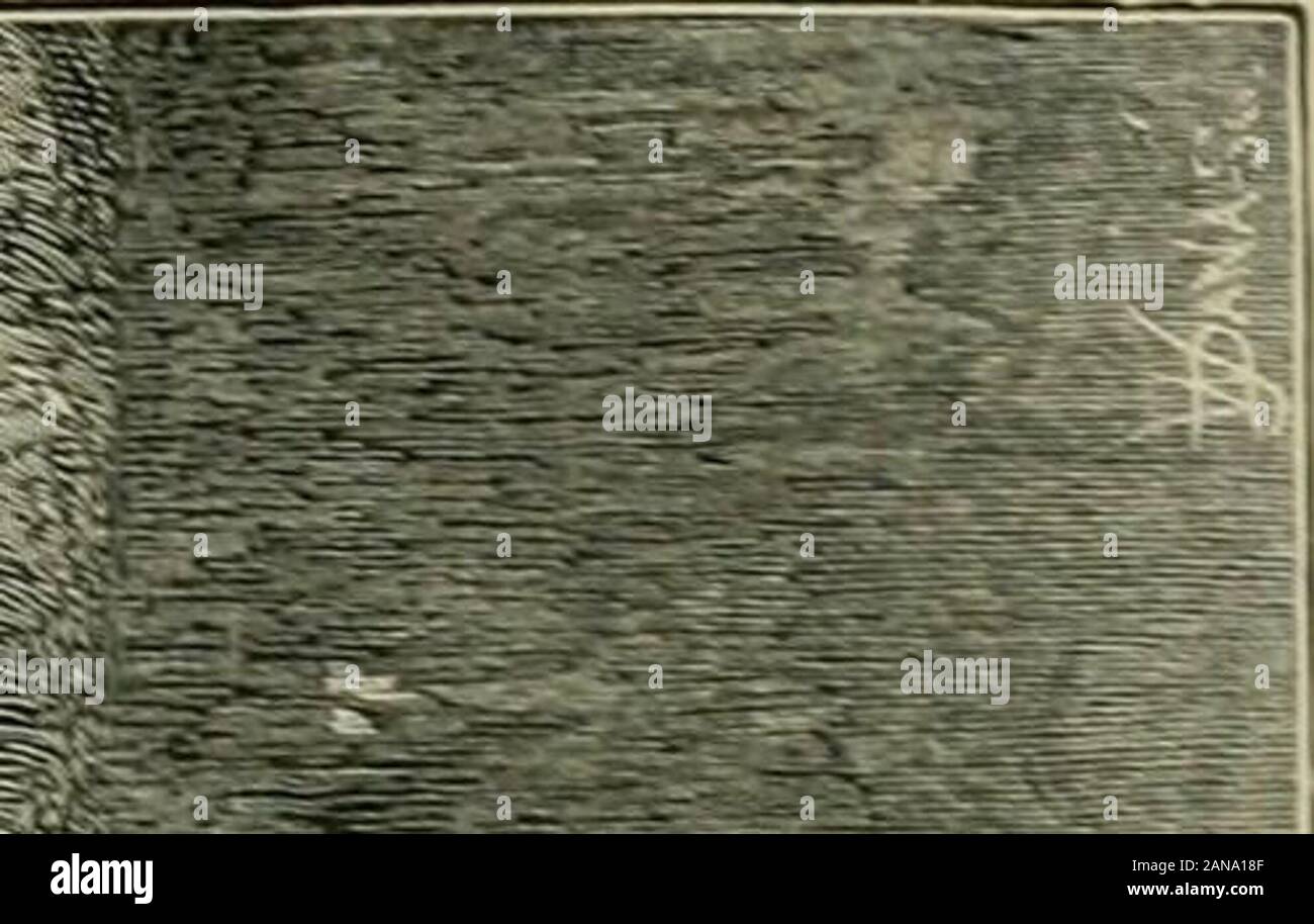 Awl like leaves hi-res stock photography and images - Alamy