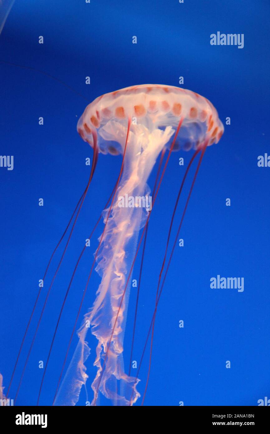 Pacific sea nettle Monterey Bay jellyfish Stock Photo - Alamy