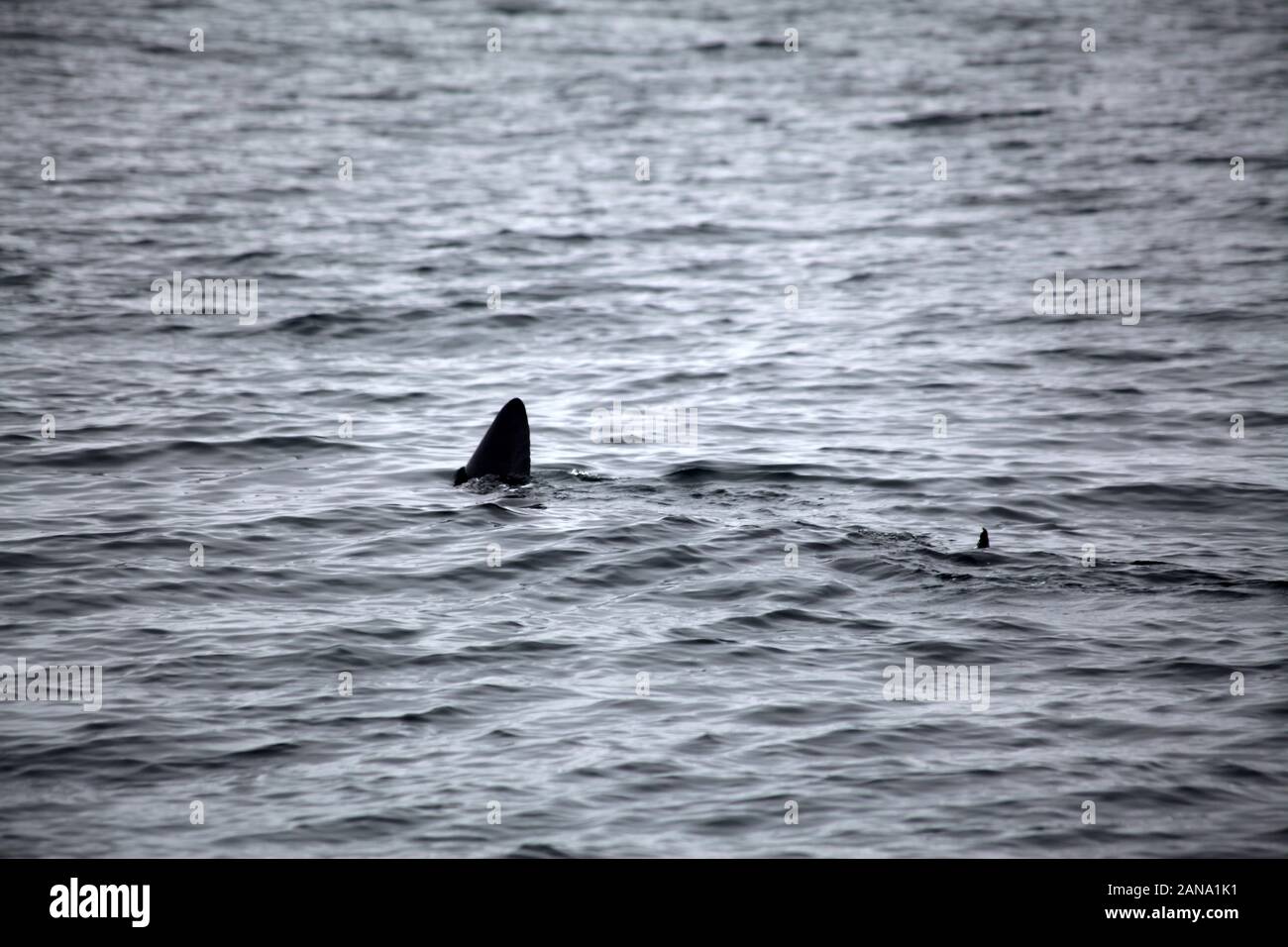 basking shark Fin in monetary Bay California Stock Photo - Alamy