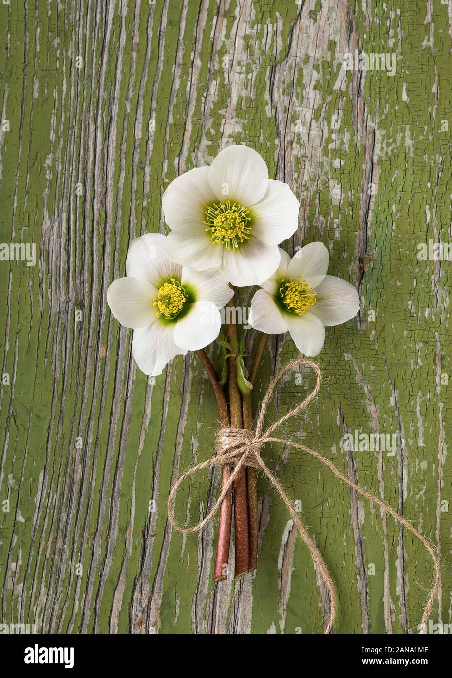 Beautiful bouquet of spring hellebore flowers on rustic green wooden ...