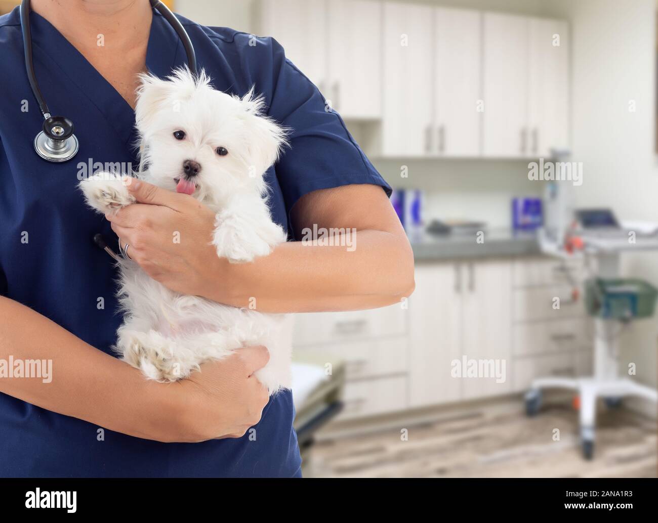 Maltese dog vet hi-res stock photography and images - Alamy