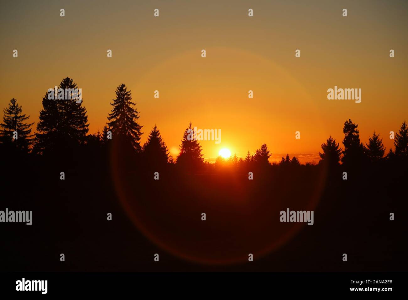Sunset in pine forest as a nature background. Background of pine forest ...