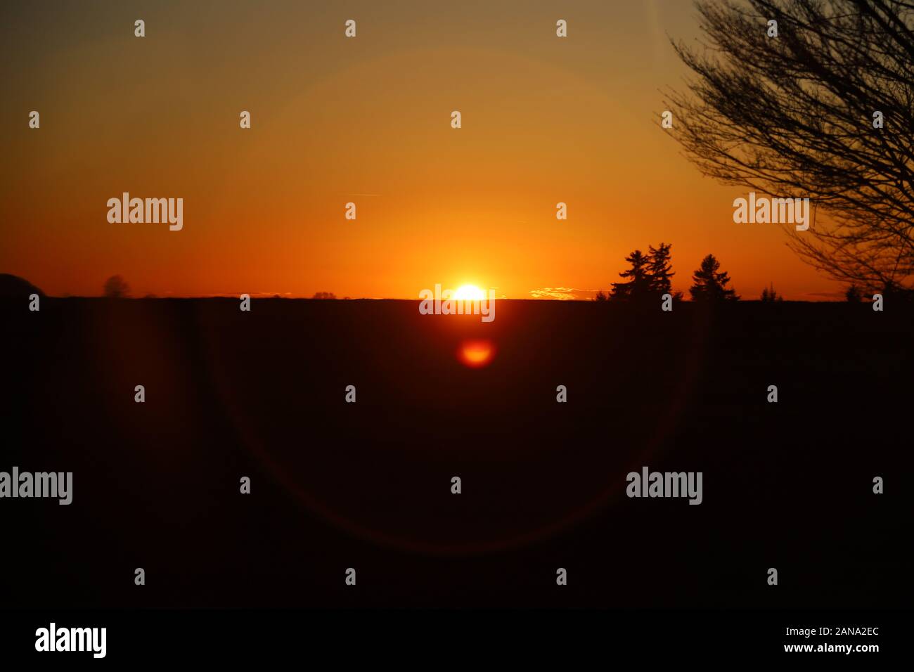 Sunset in pine forest as a nature background. Background of pine forest ...