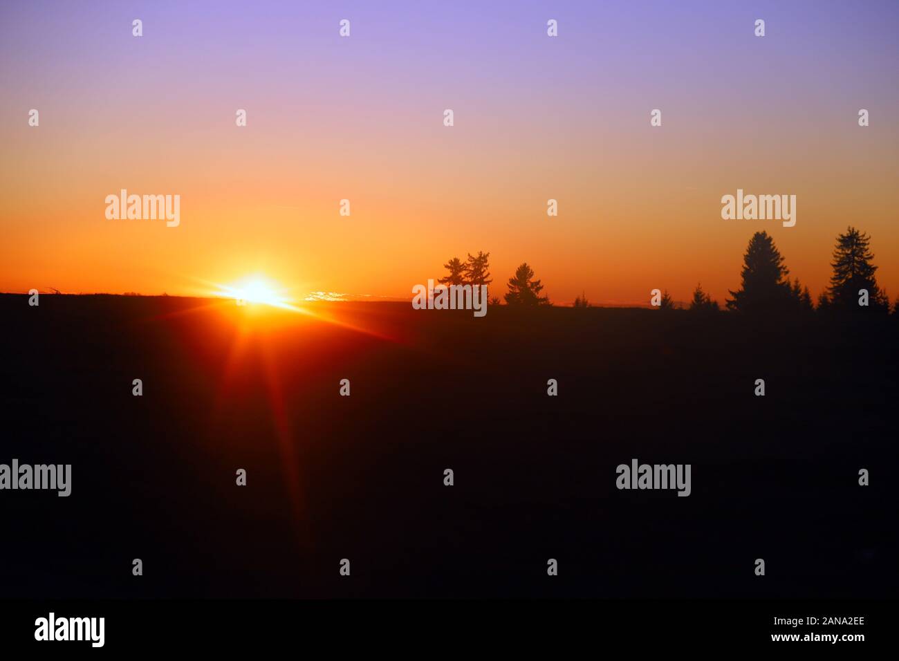 Sunset in pine forest as a nature background. Background of pine forest ...