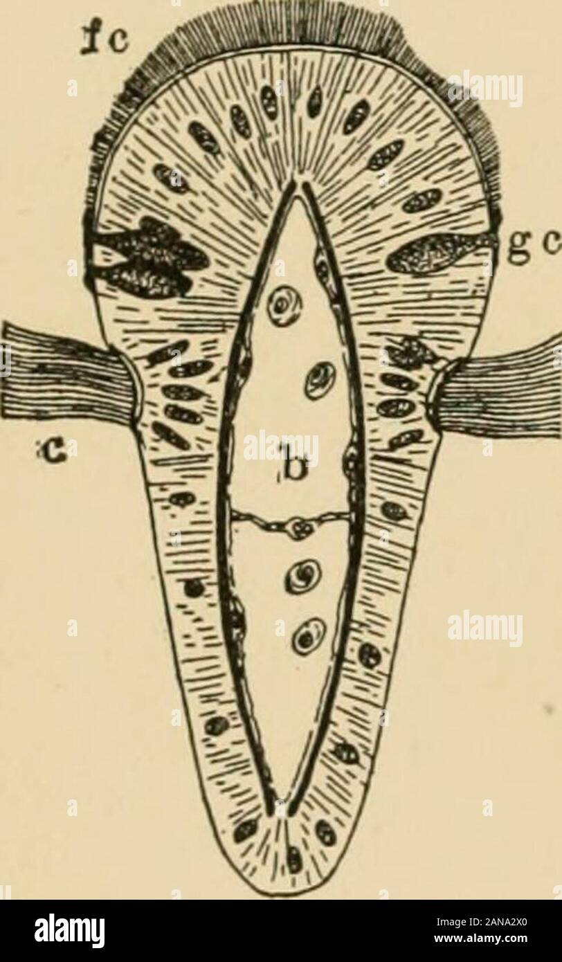 Mucus filaments hi-res stock photography and images - Alamy