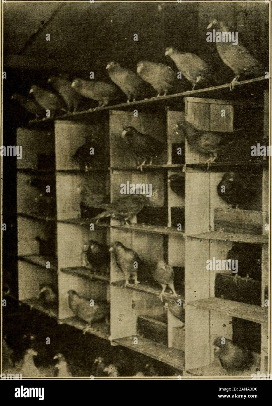 Pigeons eating crops hi-res stock photography and images - Alamy