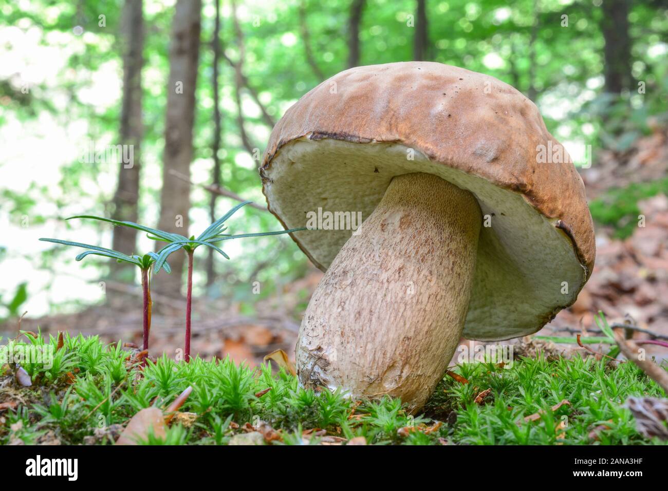 Summer cep boletus reticulatus hi-res stock photography and images - Alamy