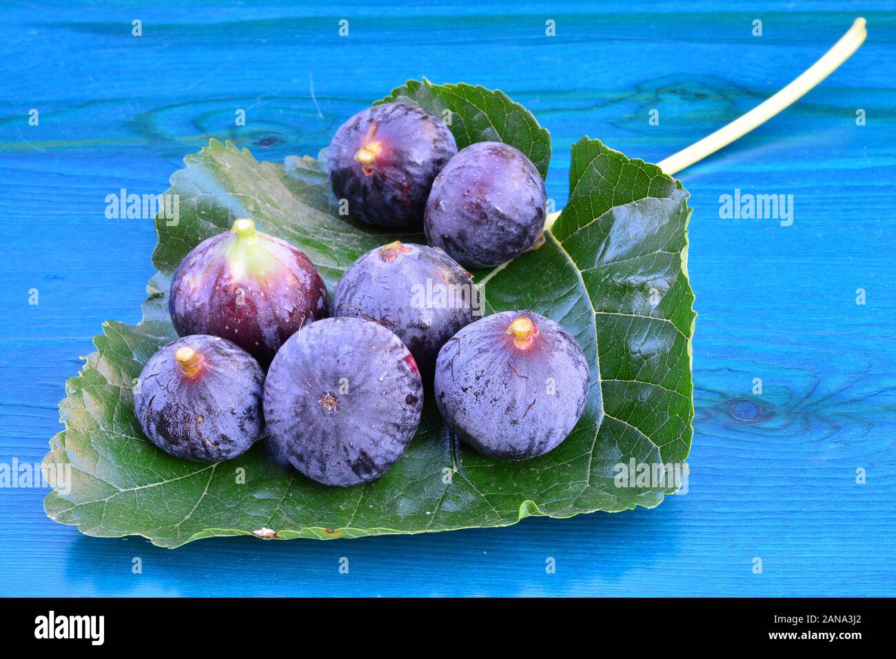 Seven blue figs on big mulberry leaf over turquise blue wooden ...