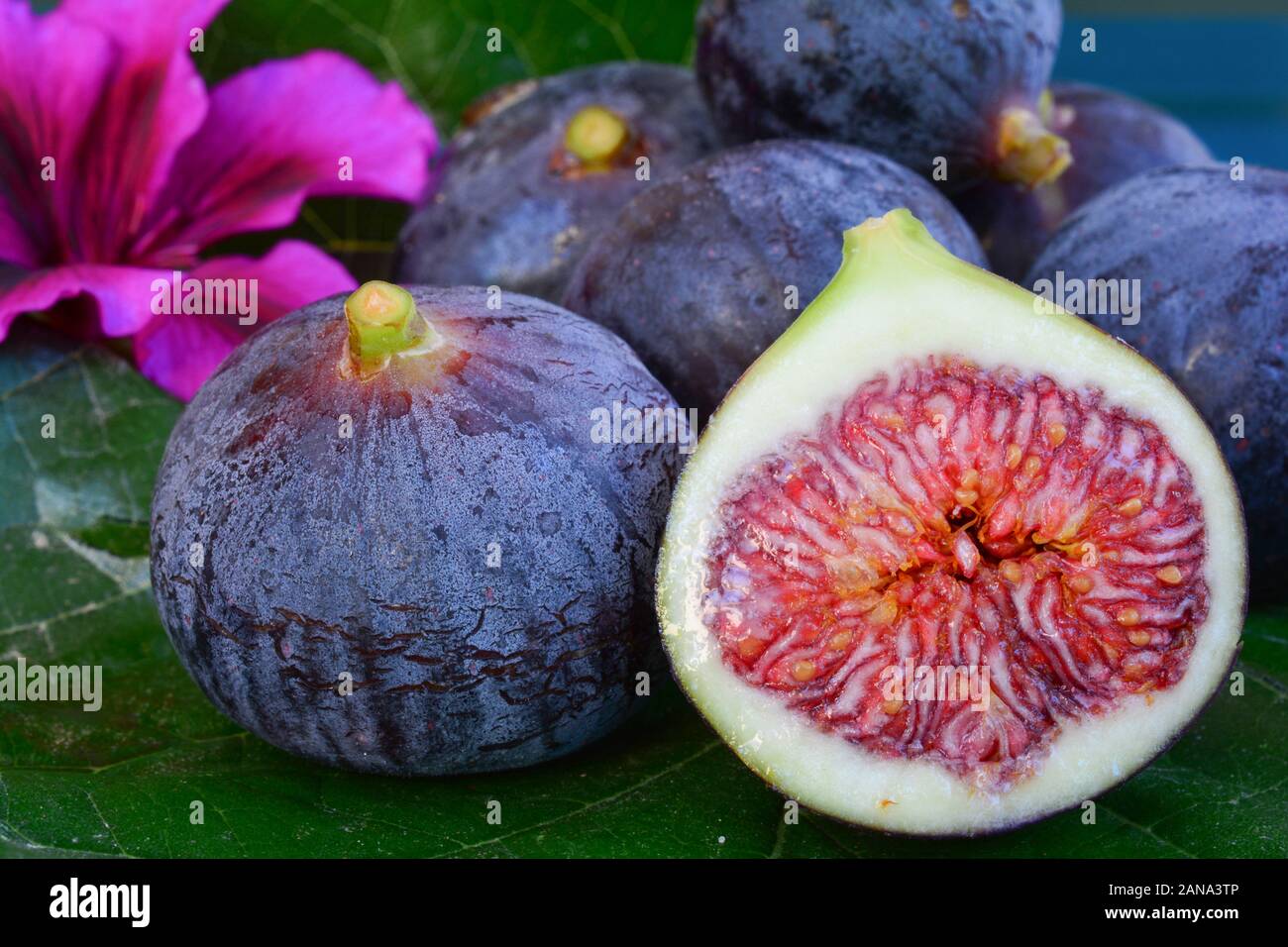 Fig Cross Section High Resolution Stock Photography and Images - Alamy