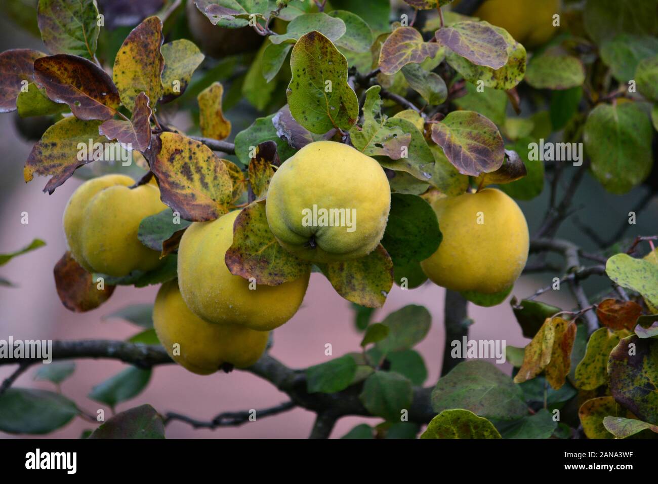 Quinces on branch hi-res stock photography and images - Alamy