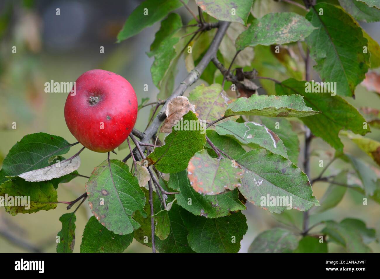 Red delicious apple branch hi-res stock photography and images - Alamy