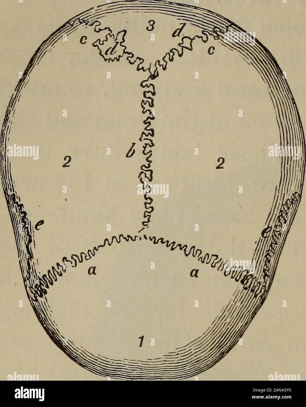 An academic physiology and hygiene .. . f the eyes ; the two temporal ...