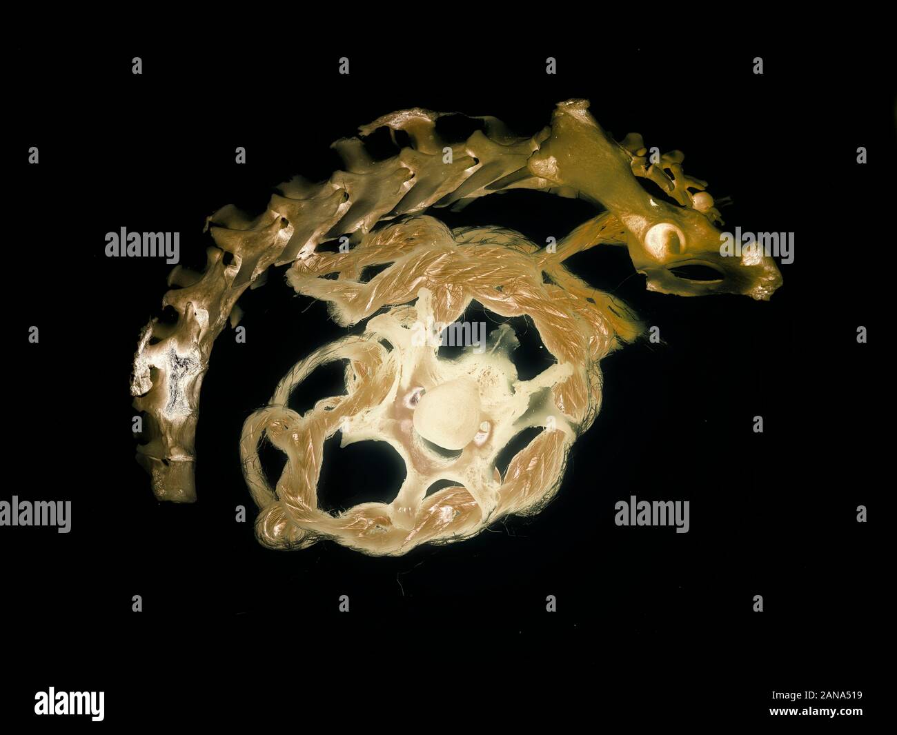 Still-life of skull, bones, alluding to death and other nefarious deeds ...