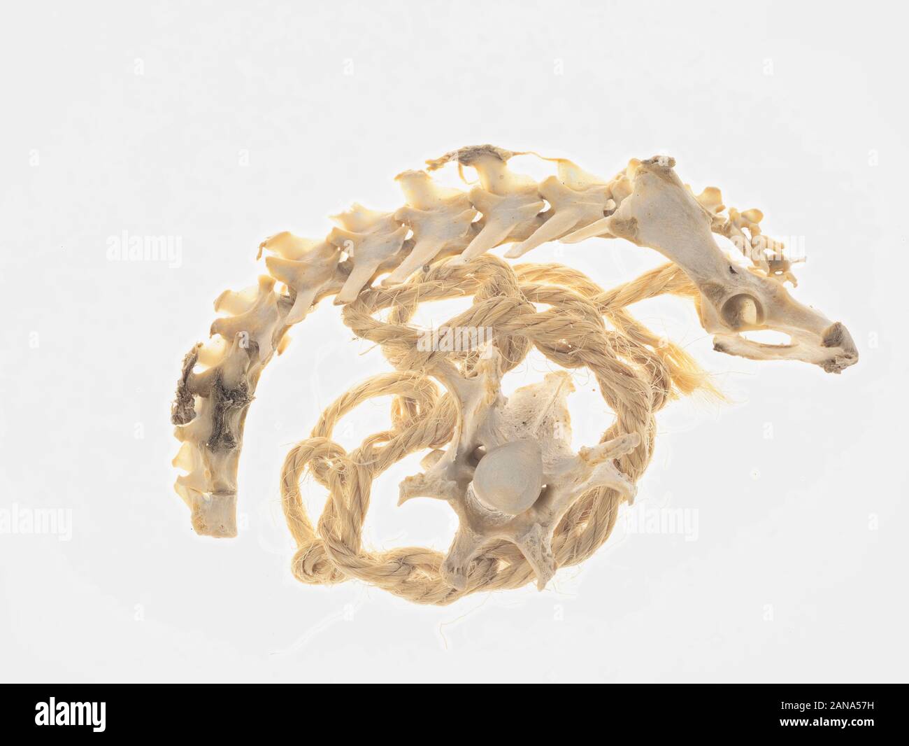 Rope trussed animal skeleton abstract death concept photograph Stock ...