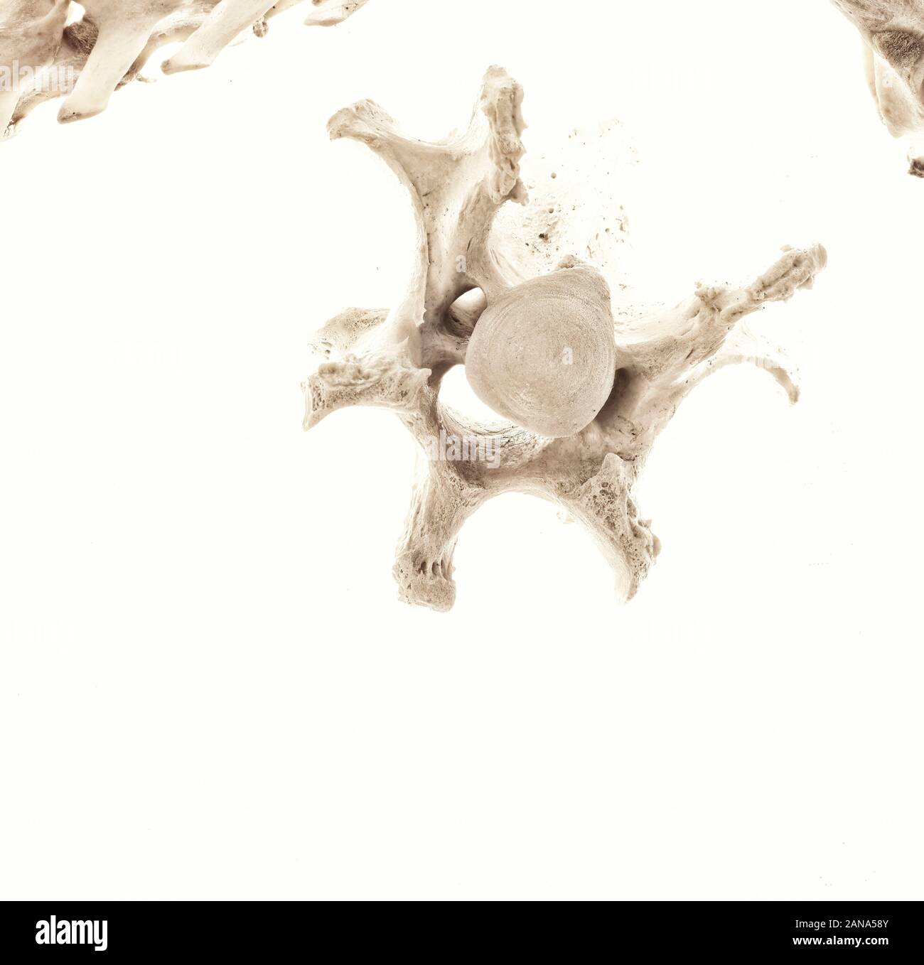 Still-life of skull, bones, alluding to death and other nefarious deeds ...