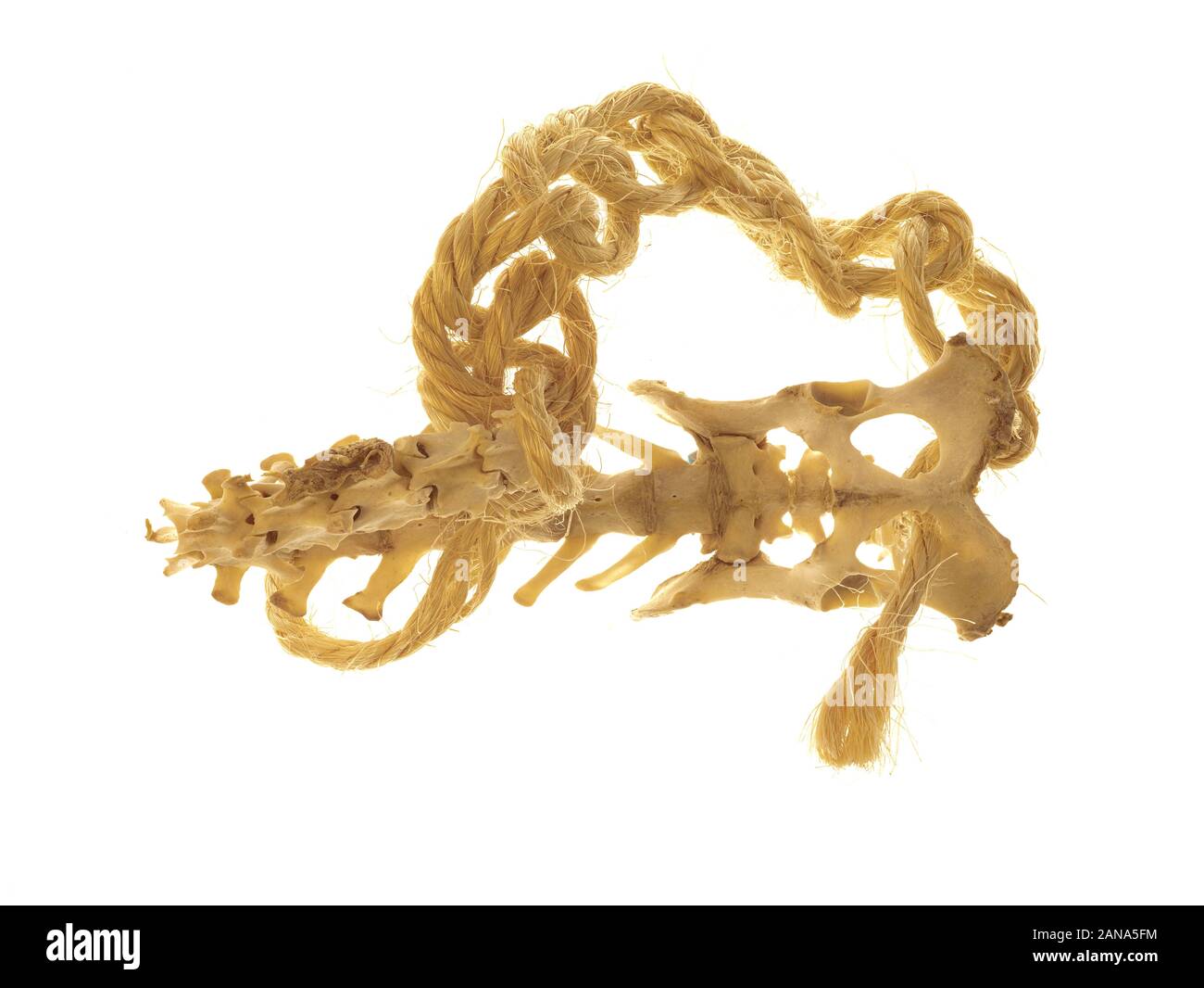 Rope trussed animal skeleton abstract death concept photograph Stock ...