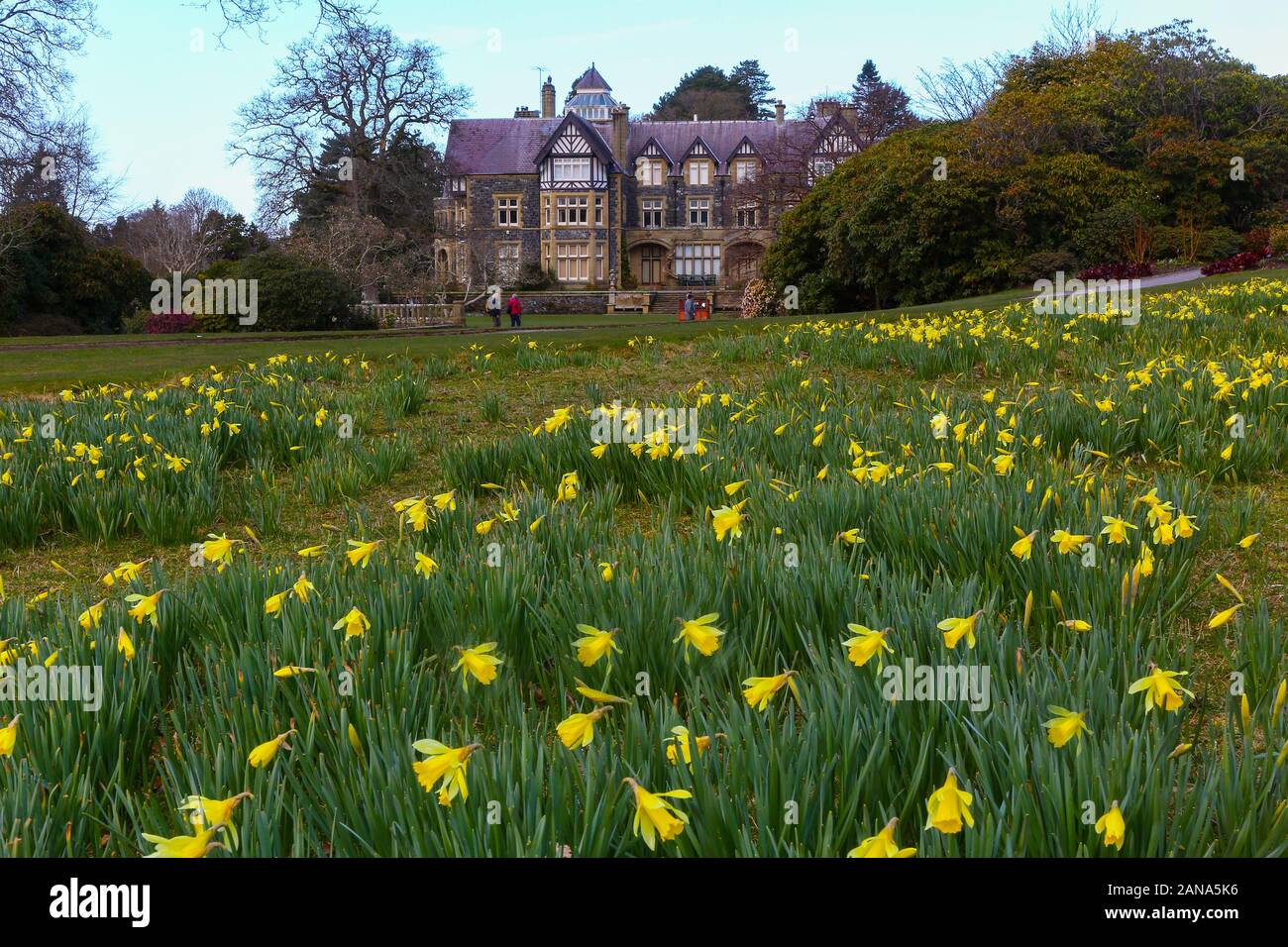 Daffodils in front of Bodnant Hall, Bodnant Gardens, Tal-y-Cafn, Conwy ...