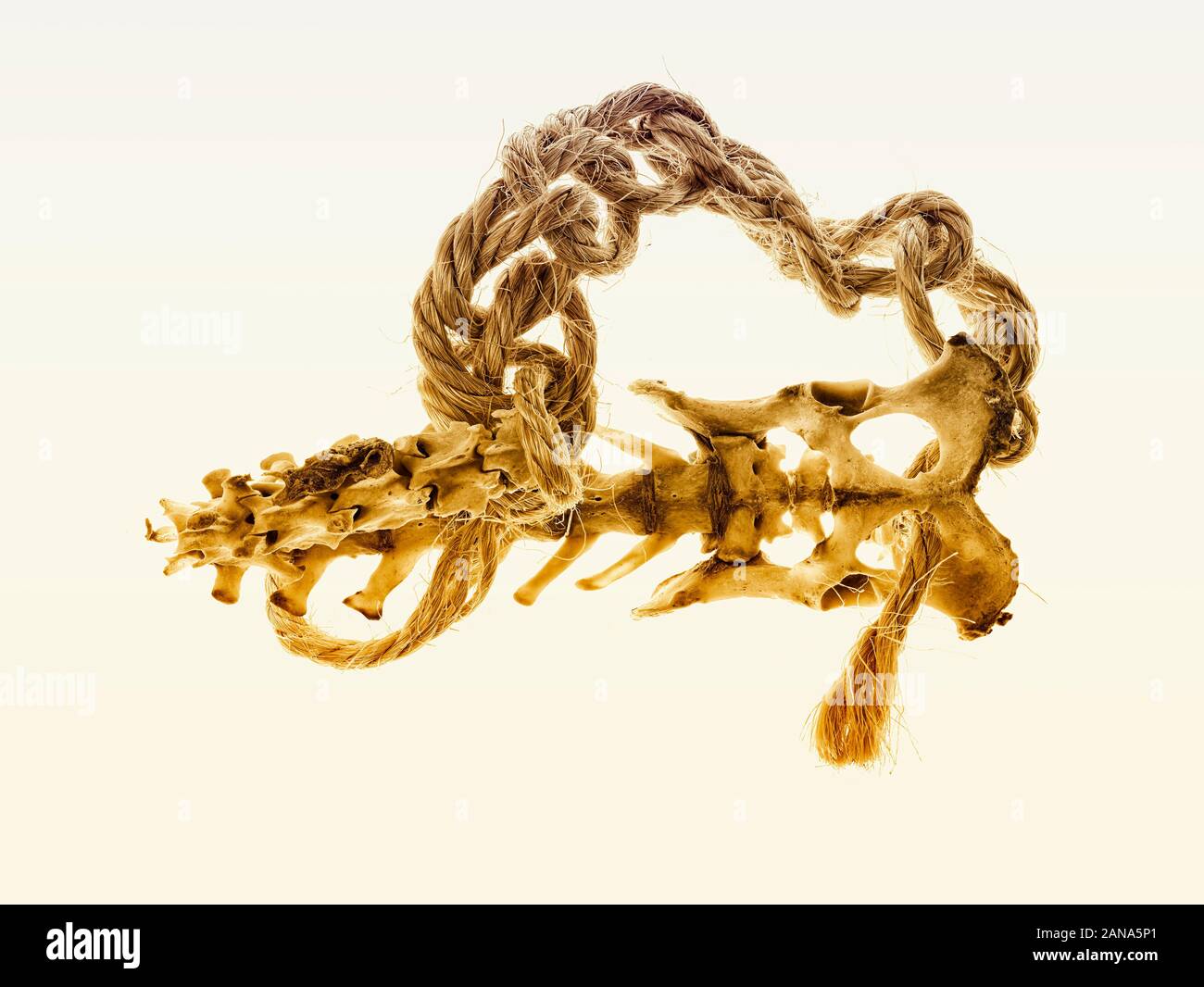 Rope trussed animal skeleton abstract death concept photograph Stock ...