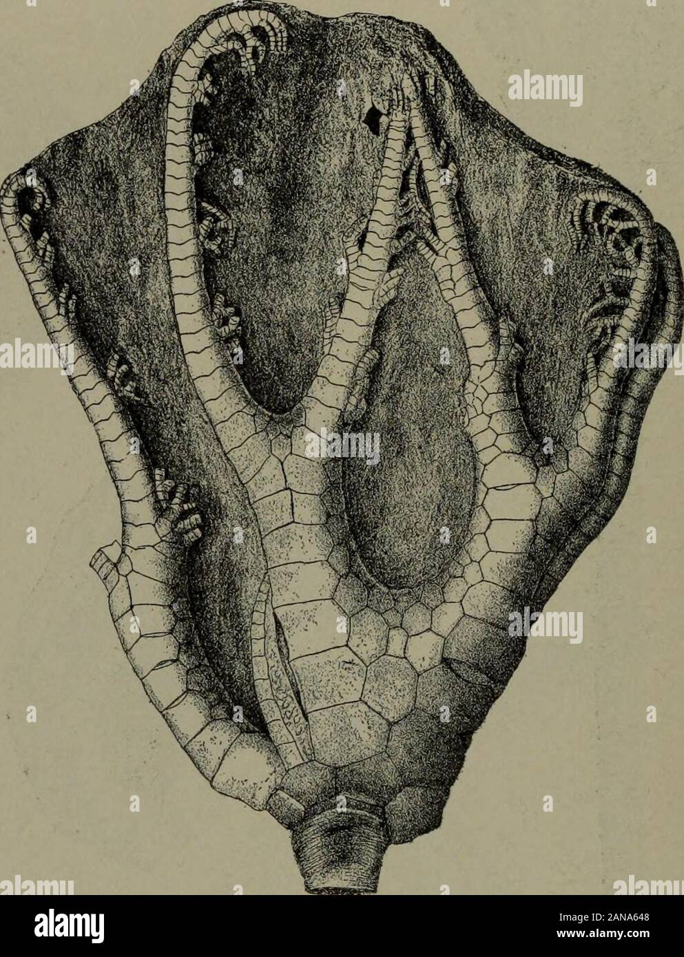 North American index fossils, invertebrates . Fig. 1903. Taxocrinus ...