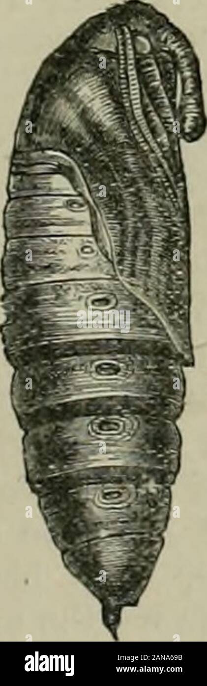 Indigenous bee species hi-res stock photography and images - Alamy