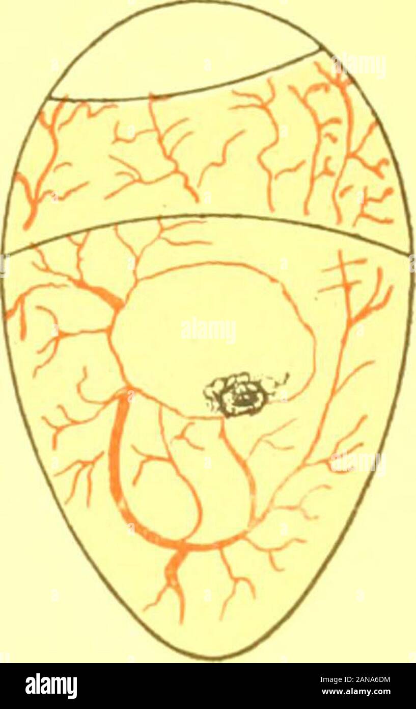 Artificial incubation hi-res stock photography and images - Alamy