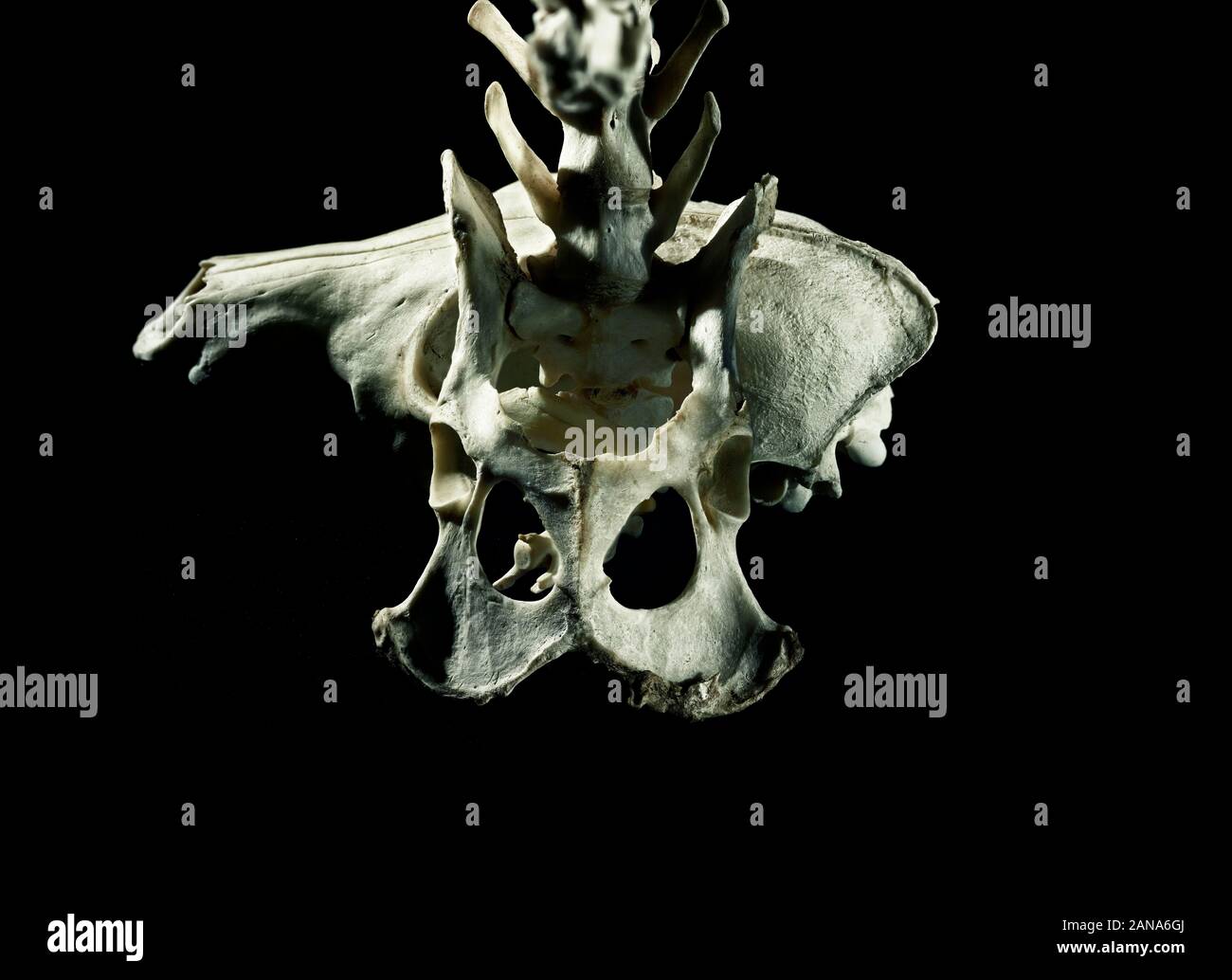 Spine bones animal close up hi-res stock photography and images - Alamy