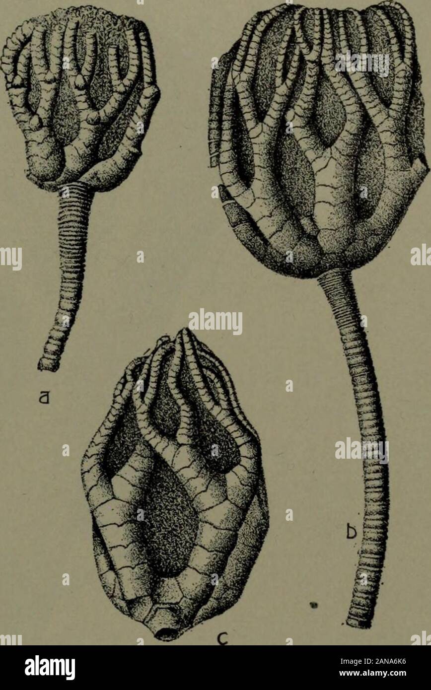 North American index fossils, invertebrates . Fig. 1903. Taxocrinus ...