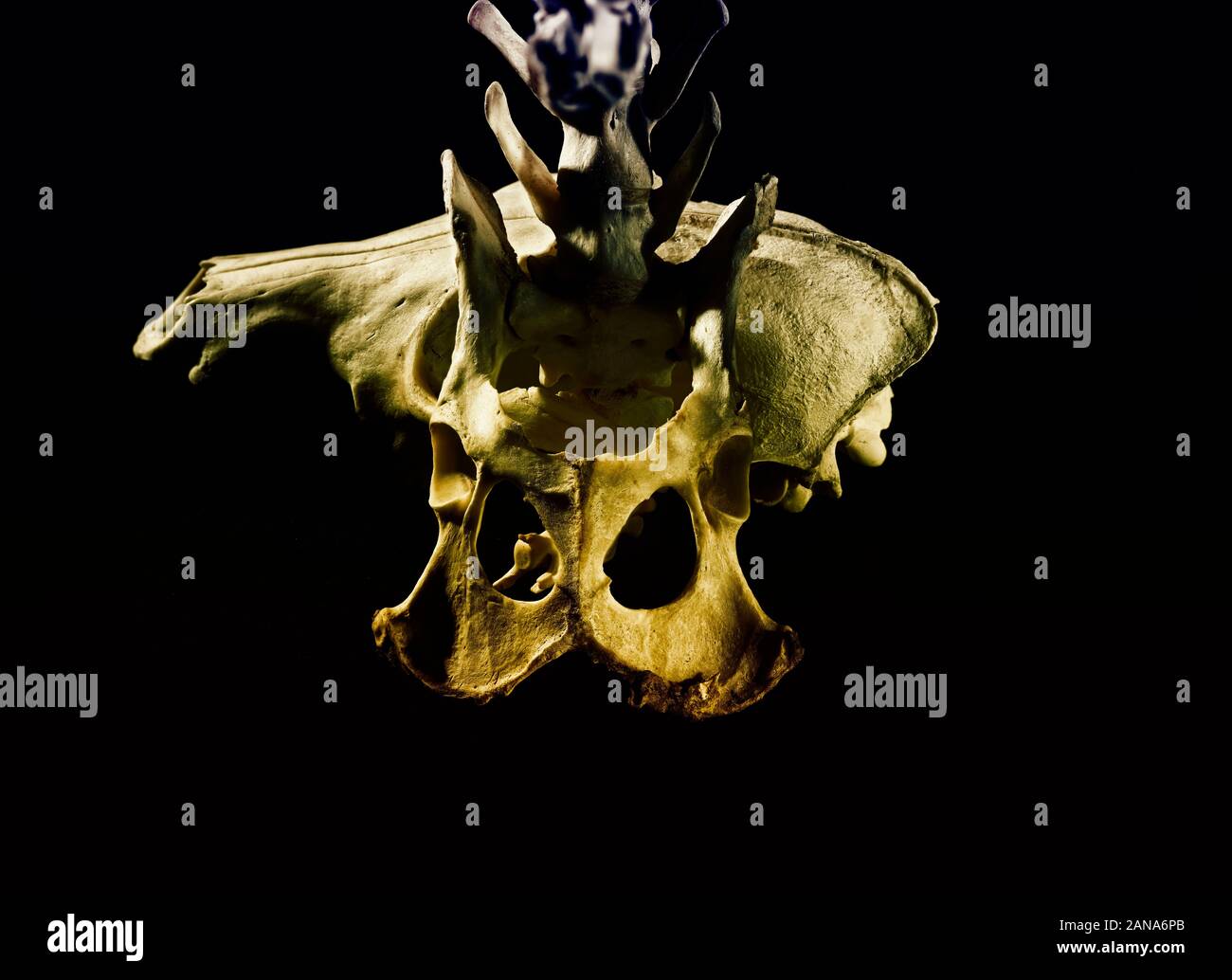 Abstract close-up of animal head and spine bones against plain ...