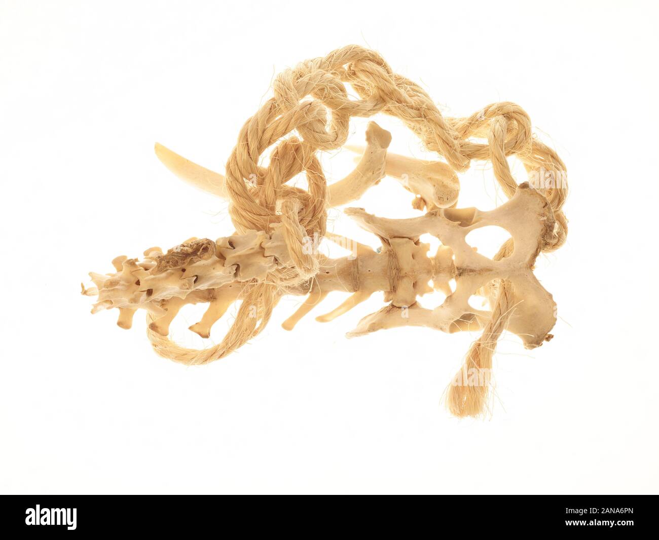 Rope trussed animal skeleton abstract death concept photograph Stock ...