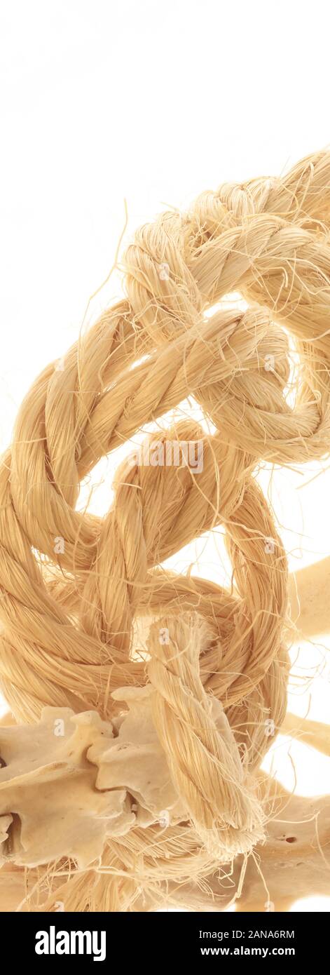 Rope trussed animal skeleton abstract death concept photograph Stock ...