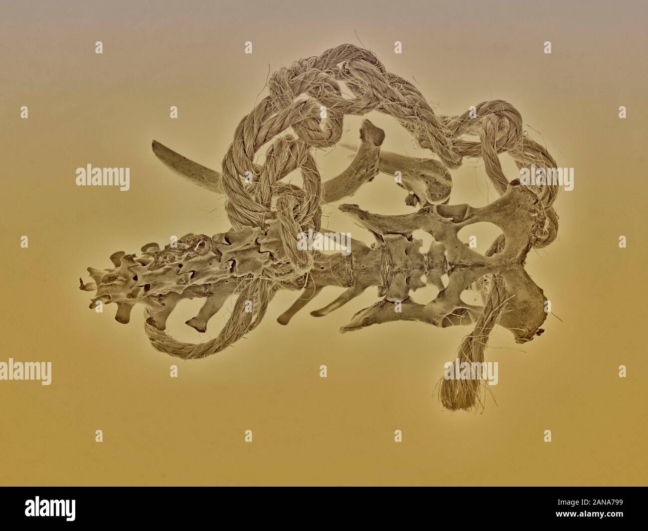 Rope trussed animal skeleton abstract death concept photograph Stock ...