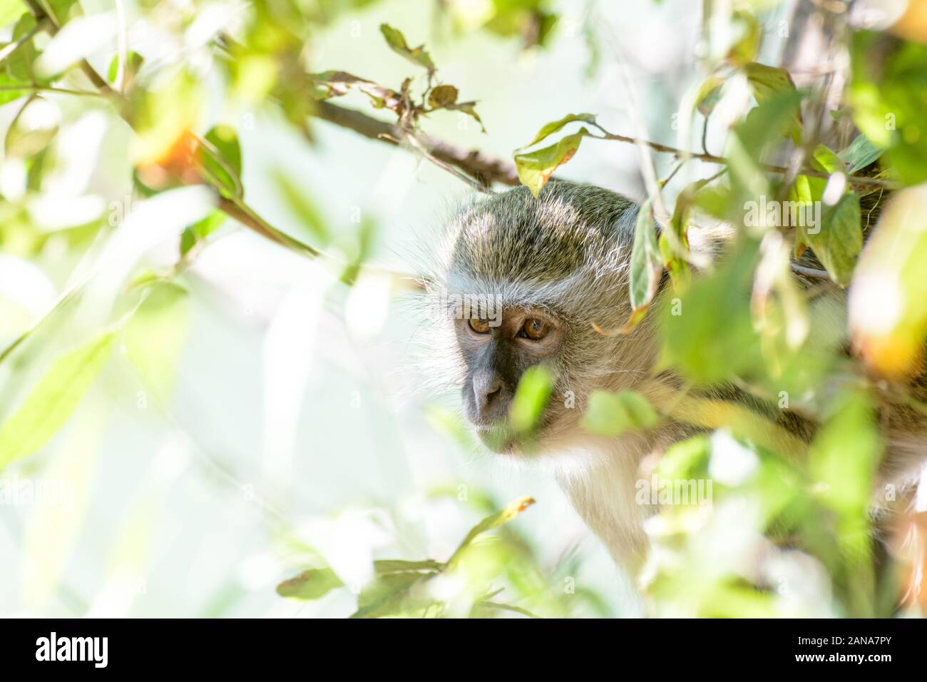 Alert monkey in a tree Stock Photo - Alamy